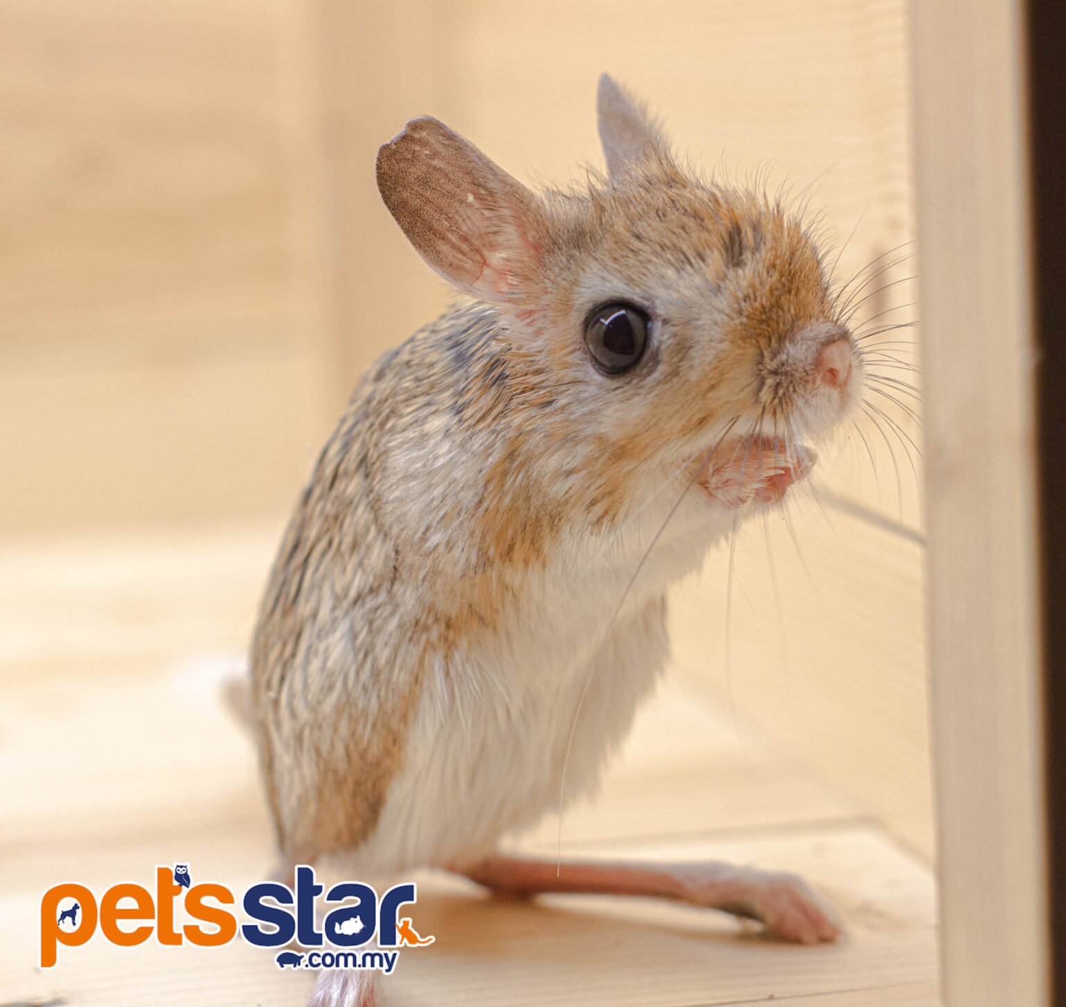 The greater Egyptian jerboa - Pets Star